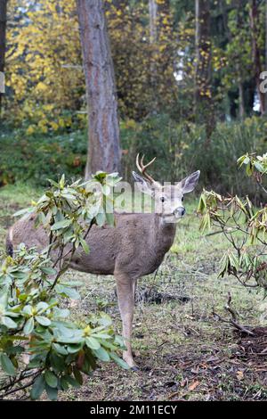 A blacktail deer with only one antler Stock Photo - Alamy