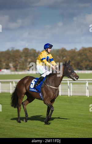 Jockey Jason Hart on Stay Well at the start of a race at York ...