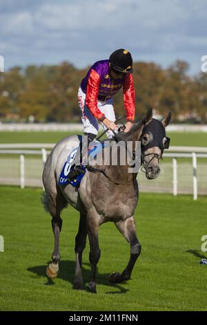 Jockey Robert Havlin on Saga before the start of a race at York ...