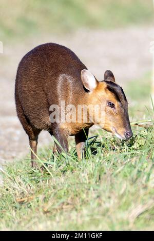 Muntjac deer photographed at RSPB Titchwell Marsh, England Stock Photo ...