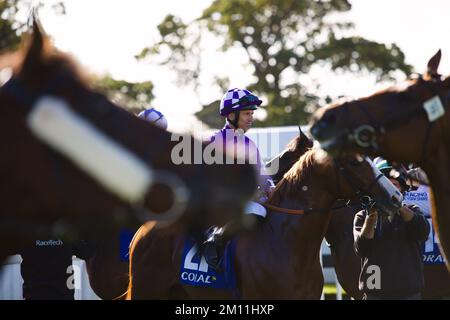 Jockey Pat Dobbs on Gisburn at York Races Stock Photo - Alamy