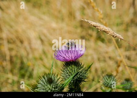 Bees collecting pollen on purple thistle flower Stock Photo - Alamy