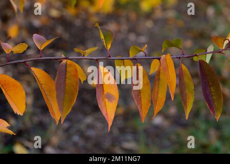 Beginning of autumn, beautiful colorfully discolored leaves on a ...
