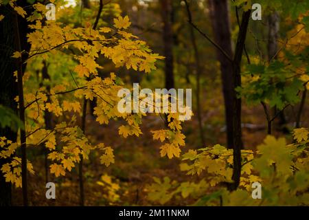 Autumn leaves, yellow discolored maple leaves on a fence in the ...