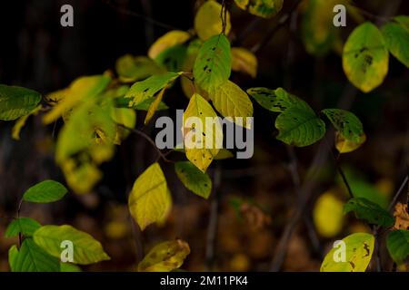 Slightly discolored and broken leaf on a small young deciduous tree in ...