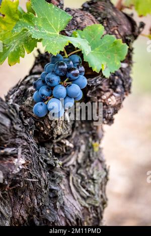Vineyards producing grapes for wine and cava in the fall in Lleida in ...