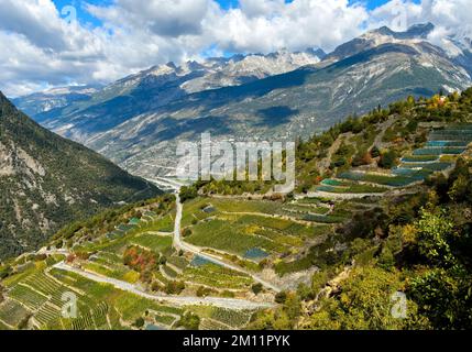 Vineyard terraces on a steep slope at the highest vineyard in ...