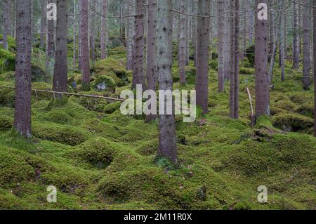 Sweden, Värmland, Degerfors, sprucetree forest with green mosscovered ...