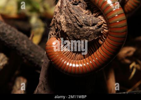 Red-banded Millipede in a vivarium Pelmatojulus excisus Stock Photo - Alamy