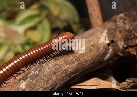 Red-banded Millipede in a vivarium Pelmatojulus excisus Stock Photo - Alamy