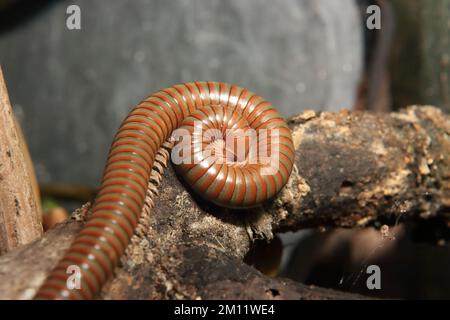 Red-banded Millipede in a vivarium Pelmatojulus excisus Stock Photo - Alamy