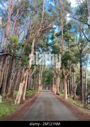 Trees at the entrance of the Alexandra Falls, Mauritius Island, Africa ...