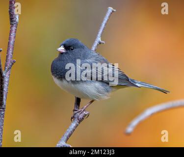 Junco close-up profile view perched with a coniferous forest background ...