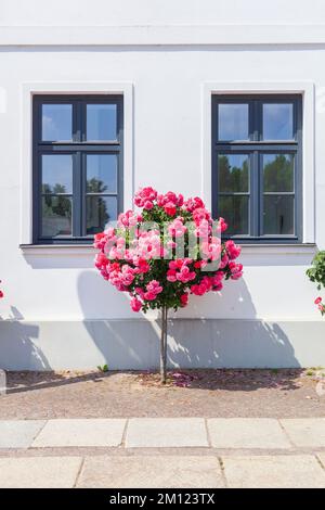 Rose bush, wall, Putbus, Rügen Island, Mecklenburg-Western Pomerania ...