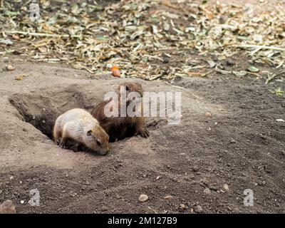 a prairie dog out in a grass field Stock Photo - Alamy