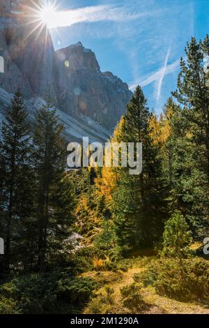 Geisler peaks with autumn forest Stock Photo - Alamy