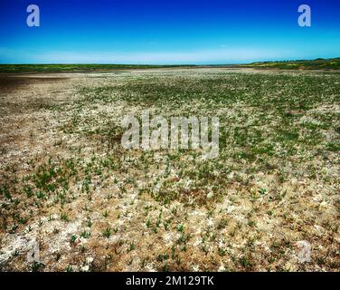 The salt marsh is quickly colonized by Saltwort (Salicornia europaea ...