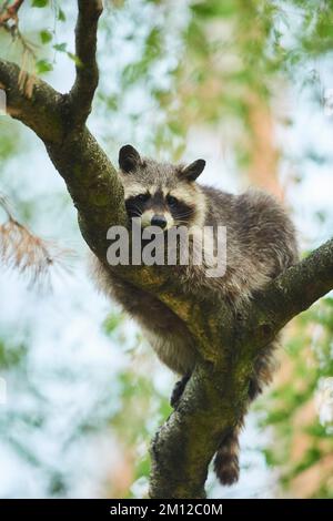 Raccoon, Procyon lotor, forest, tree trunk, climb, view camera Stock ...