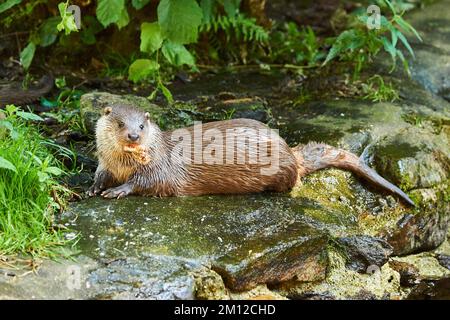 Otter, lutra lutra, Bavaria, Germany, Europe Stock Photo - Alamy