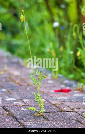 Red Poppy Flower Growing through Concrete Paving Slabs on Street Stock ...