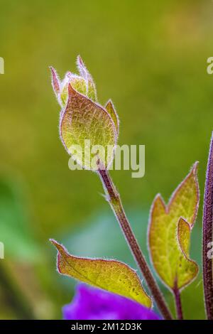 Clematis, leaf sprout, bud Stock Photo - Alamy