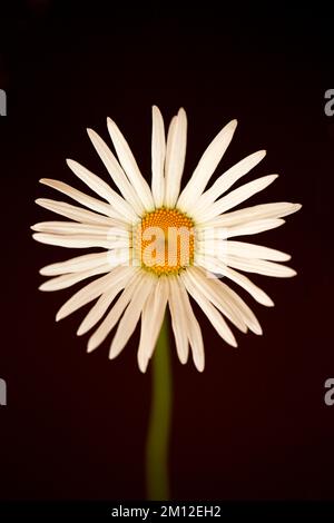 One Daisy Flower, dark background Stock Photo - Alamy
