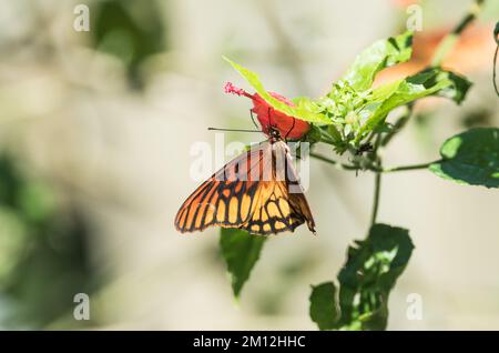 A Mexican Silverspot butterfly, Dione moneta, butterfly, perched on the ...