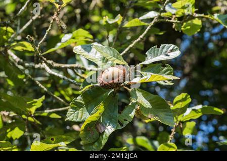 Acorn of the Tropical White Oak (Quercus insignis). This oak produces ...