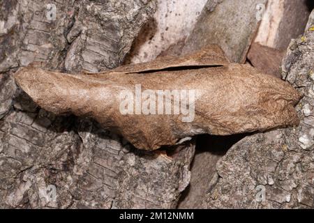 Atlas silk moth pupa case on tree trunk Stock Photo - Alamy