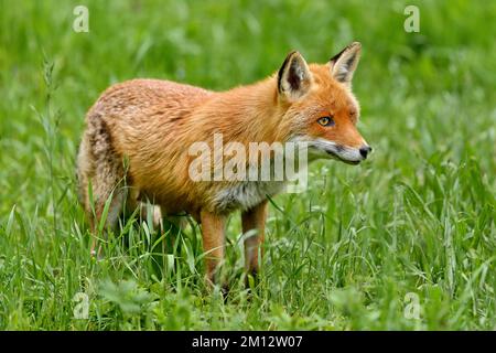 Red fox (Vulpes vulpes) fawn, in front of a rotten tree stump in the ...