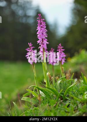 blue purple wild orchid on a green meadow. Flower photo from nature ...