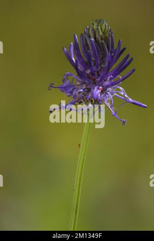 Hemispherical devil's claw (Phyteuma hemisphaericum), Grass-leaved ...
