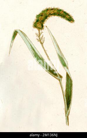 Foxtail millet or Italian millet, Setaria italica, Panicum germanicum ...