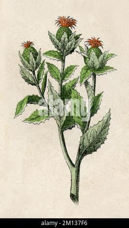 Safflower Carthamus tinctorius, (botany book, 1909), Färberdistel ...