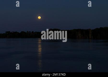 Full moon night in the Amazon forest along the Amazon river Stock Photo ...