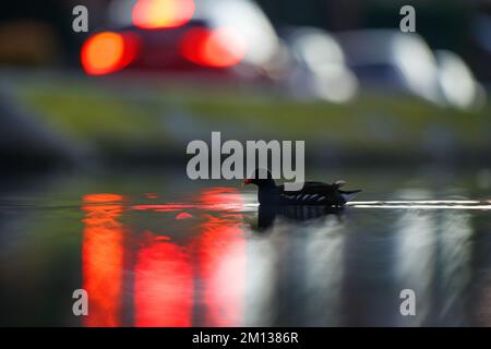 Moorhen swimming amongst the urban light reflections Stock Photo - Alamy