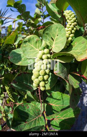 Leaf of Coccoloba uvifera (seagrape, baygrape) a plant typical for ...