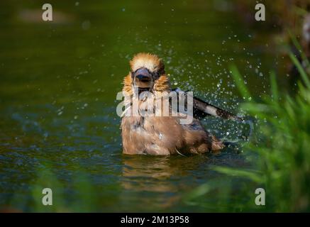 Hawfinch bird bathing standing in a pond close-up Stock Photo - Alamy