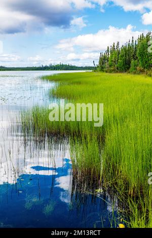 Colorful marsh grasses; Deadman Lake Campground; Tetlin National ...