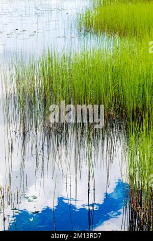 Colorful marsh grasses; Deadman Lake Campground; Tetlin National ...