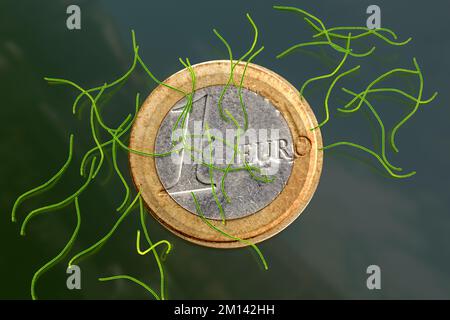 Illustration comparing the size of Thiomargarita magnifica (blue) to ...
