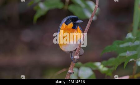 Spectacled monarch black orange and grey bird perched beside a pond in ...