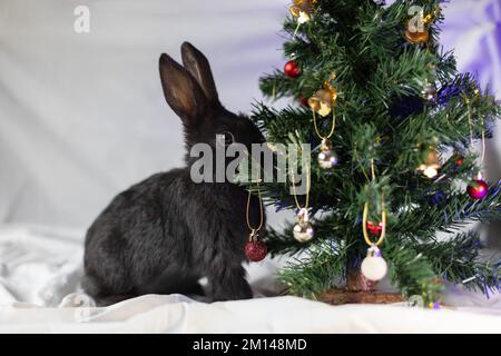 Little black rabbit near Christmas tree. Closeup. Christmas holidays ...