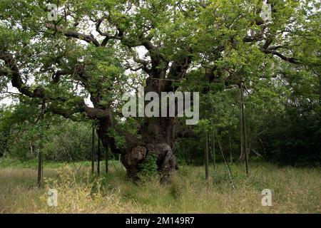 The Big Oak in Sherwood forest, UK Stock Photo - Alamy