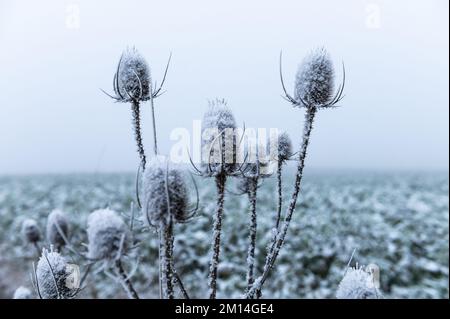 Rottweil, Germany. 10th Dec, 2022. 223 caliber Remington cartridges ...