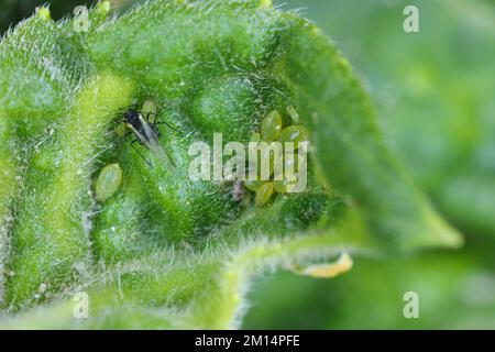 Colony of Nasturtium aphid Aphis nasturtii winged apterous adults and ...