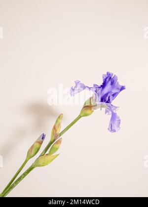 A vertical shot of a beautiful purple German iris (Iris germanica) with ...