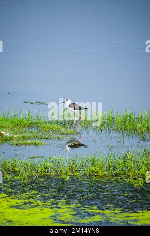 A vertical shot of stilt in the water Stock Photo - Alamy