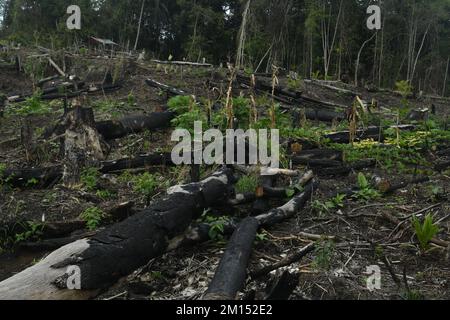 Through Slash-and-burn method,a forest in Lundu distric, Kuching ...