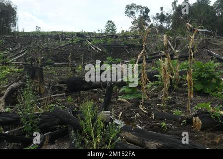 Through Slash-and-burn method,a forest in Lundu distric, Kuching ...